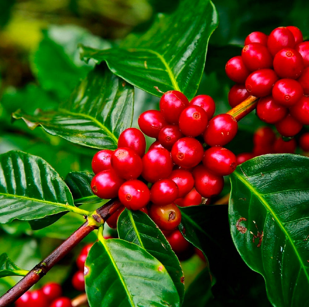 Baden Coffee Company